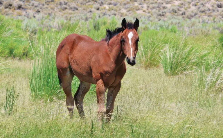44. JP TUFF N KNOTTY - 2025 BAY FILLY - Van Norman and Friends