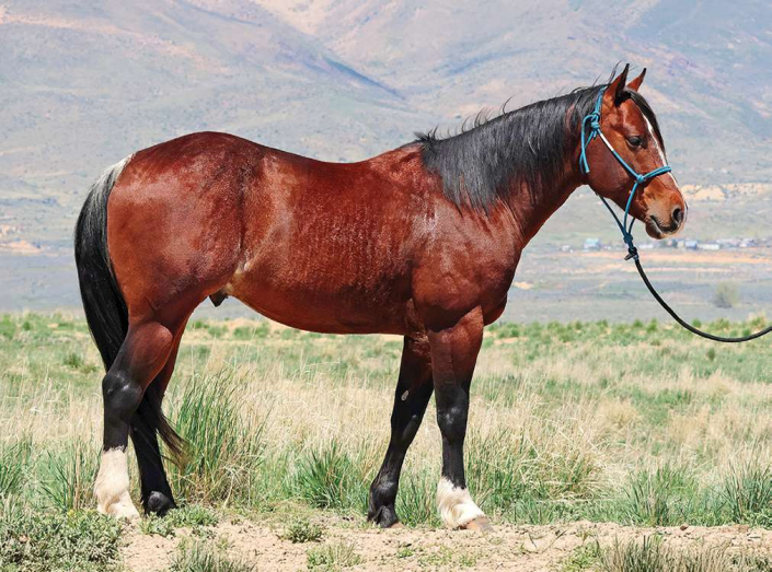 Reference Sire: SR RIPPIN STEVE - 2021 Bay Stallion - Van Norman and ...